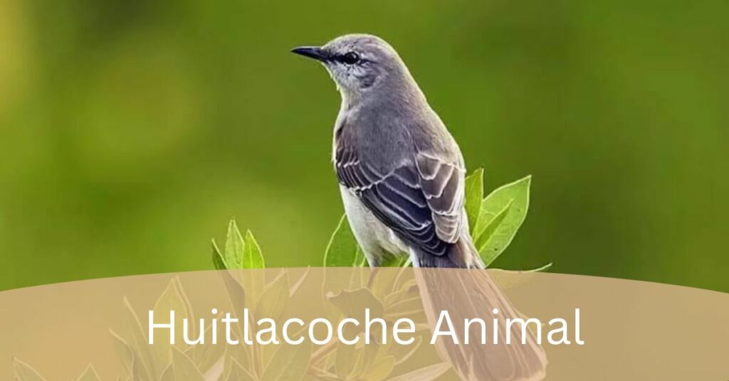 Huitlacoche Animal - Myth Busted, Delicious Discovery Awaits! - Swiss Scope